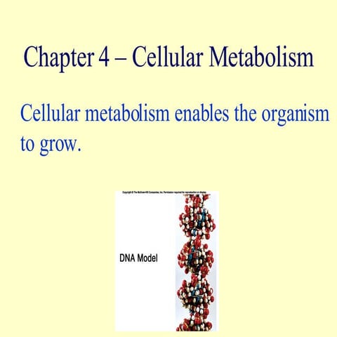 Chapter 4 Cellular Metabolism | PPT