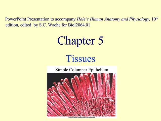 TISSUES OF BODY (EPITHELIUM, CONNECTIVE) | PPT