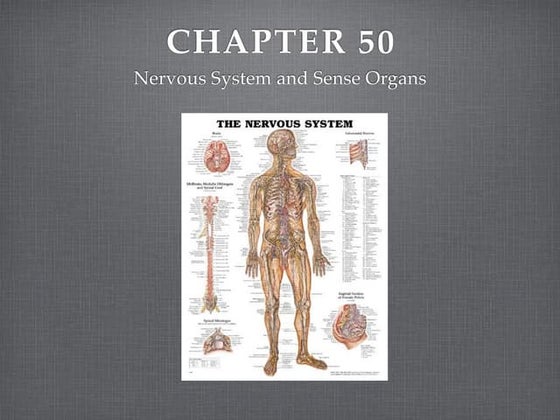 Nervous system and its major parts (lesson 6) | PPT