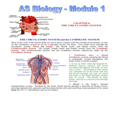 Ch 6 the circulatory system | PDF
