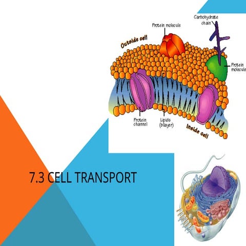 Chapter 7.3 Cell Transport powerpoint presentation | PPTX