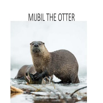 Ch 8 Mijbil The otter.pptx - 48383848383. | PPTX