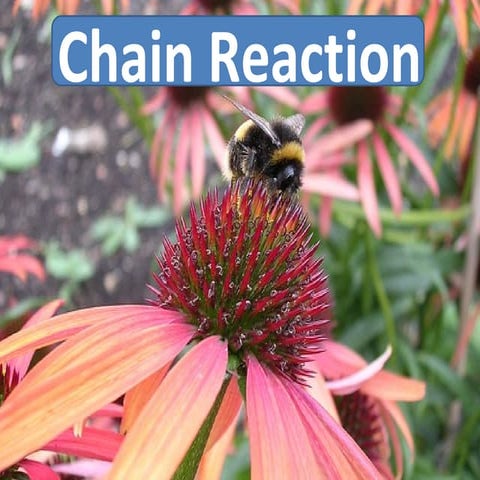 Chain Reaction Final | PPT