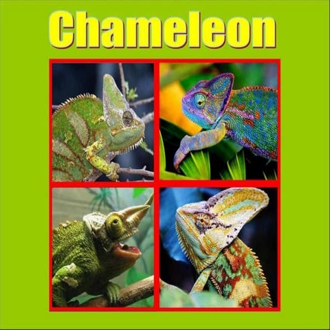 Chameleons | PPS