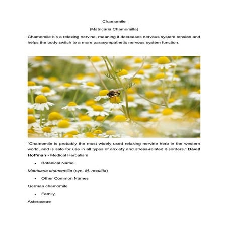 Chamomile.docxc. use of herbs/matricaria | DOCX