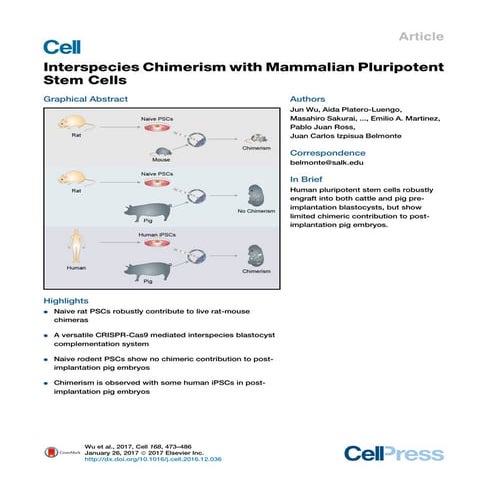 Interspecies Chimerism with Mmmalian Pluripotent Stem Cells | PDF