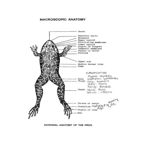 Frogdiss | PDF