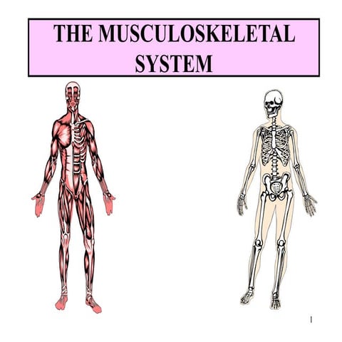 Muscular Skeletal System | PPT