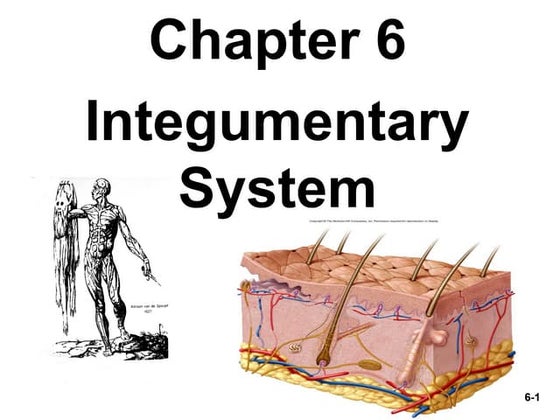 chap06_powerpoint_le2.ppt integumentary system | PPT