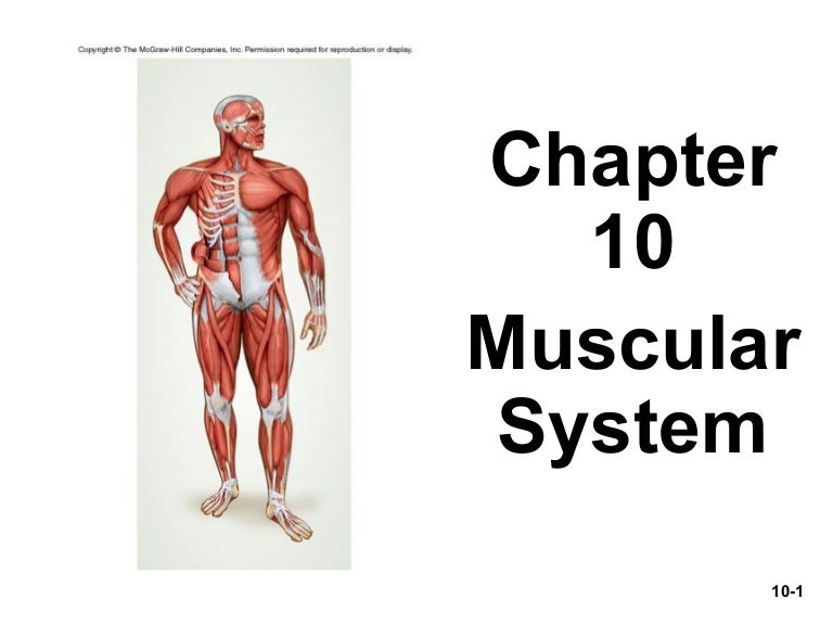 Muscle Ppt