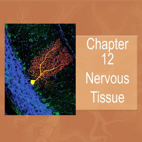 Chap12 powerpoint ppt | PPT