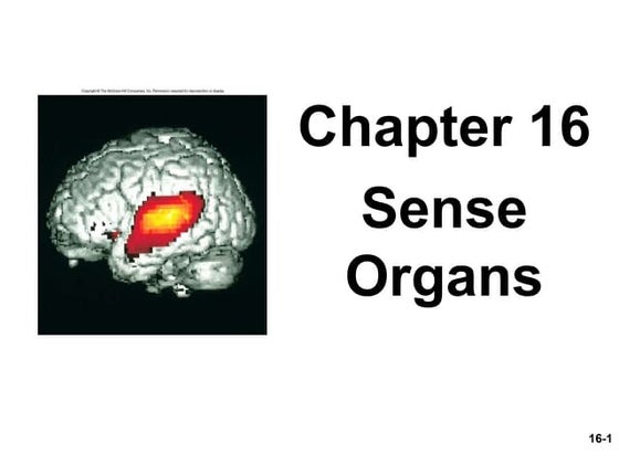 The Special Special The Special Senses.pptx