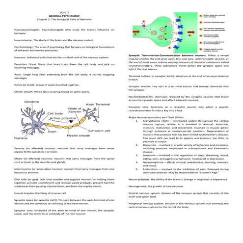 Chap2.biologicalbasisofbehavior | DOCX | Brain and Nervous System ...