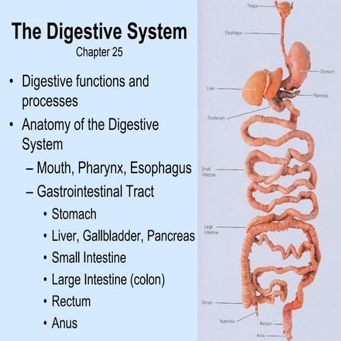 chap25_digestive.pdf