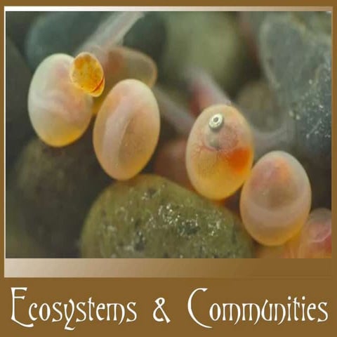 M&L Biology Chap 4 Ecosystems & Communities | PPTX