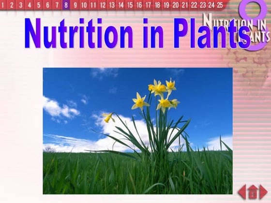 Nutrition In Plants Grade 7 Pptx