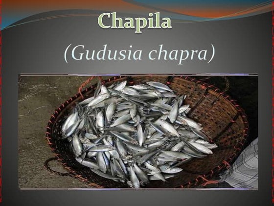 Biology of fin fish (labeo rohita) | PPTX