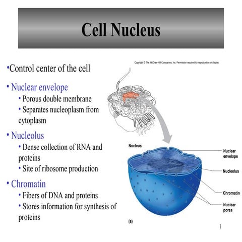 Cell nucleus, structure and functions.ppt
