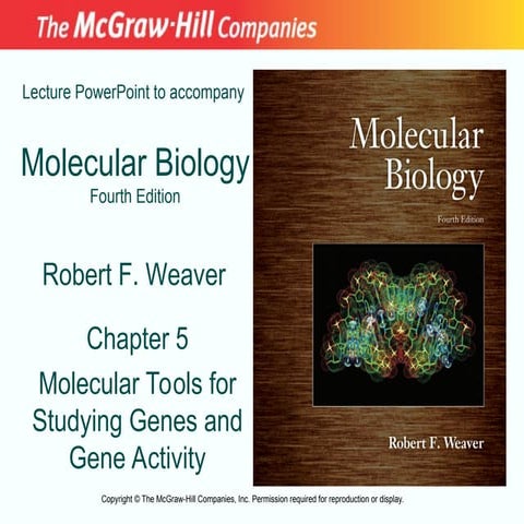 chapt05_lecture molecular biology .ppt11\ | PPT