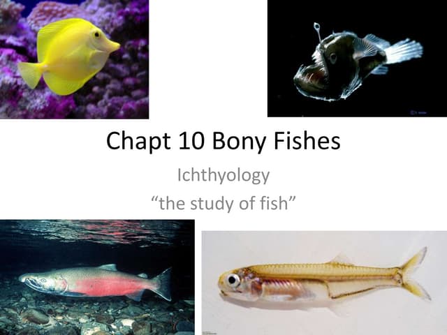 Chondrichthyes | PPT
