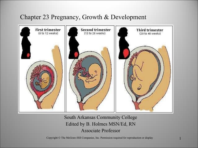 Human embryonic development | PPT | Infertility | Reproductive Health