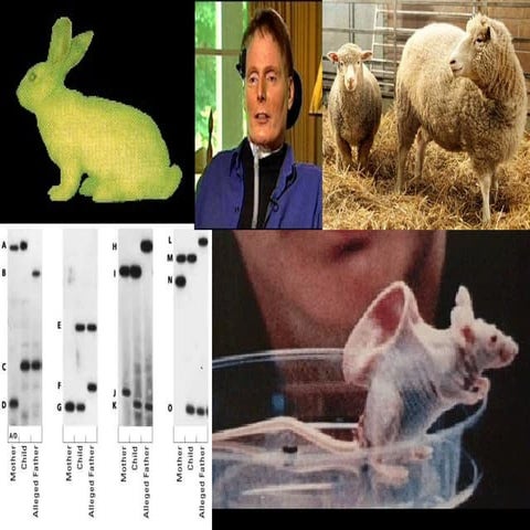 Chapter 11 Biotechnology | PPT