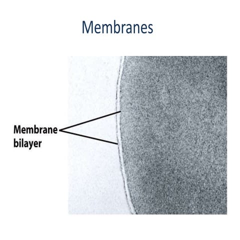 membrane models and biosynthesis | PPTX