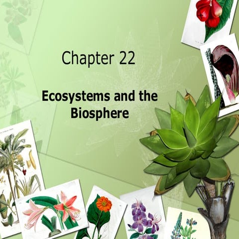Chapter 22 Ecosystems and the Biosphere | PPT