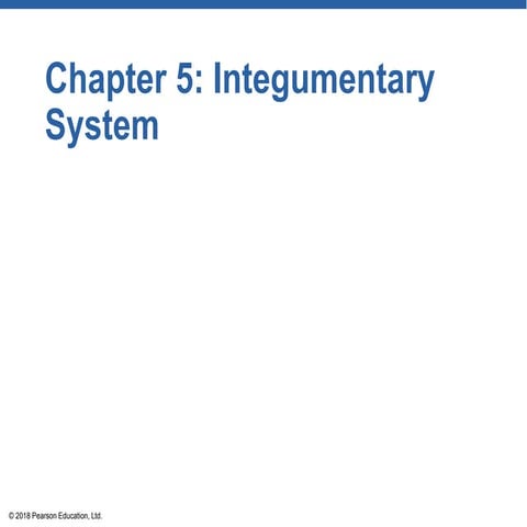Chapter-4-Integumentary-System.pdffffffff | PDF
