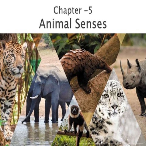 Communication in animals by using their senses | PPTX