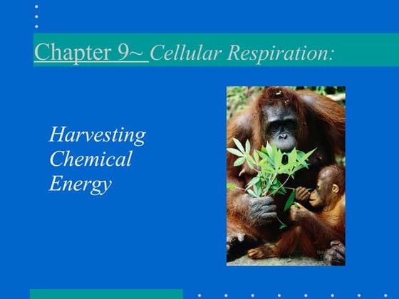 Cellular Respiration PowerPoint | PPT
