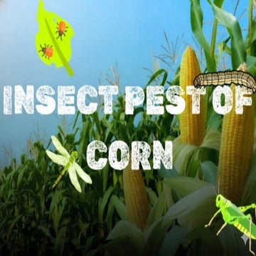 Applied Agricultural Entomology Insect pest of Corn | PPTX