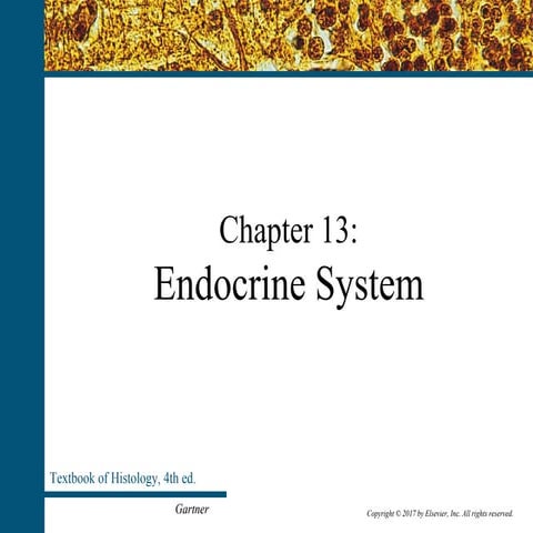 Endocrine System | PPTX