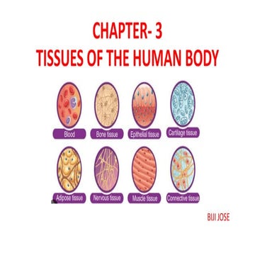 types of animal tissues class 9 | PPTX