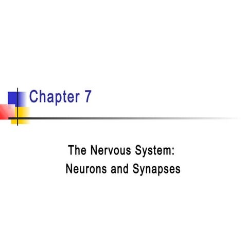 Chapter07 the nervous system | PPT