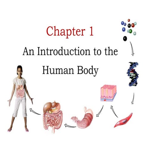 Chapter 1.1 Introduction to Human Anatomy & Physiology.pdf