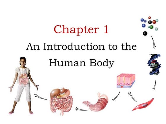 The 8 Life Processes & Homeostasis - Living Environment/Biology | PPTX