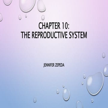 Chapter 10: The Reproductive System | PPT