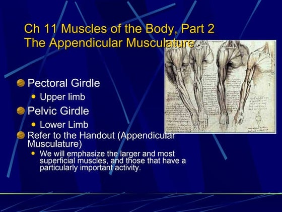 Muscles of the upper limb | PDF