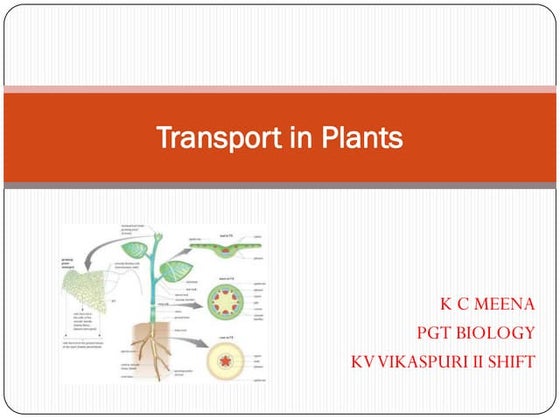 Transportation in Plants | Xylem Transport in Plants - ExamPraxis | PDF