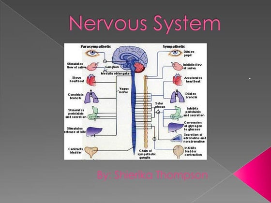 Nervous system | PPT