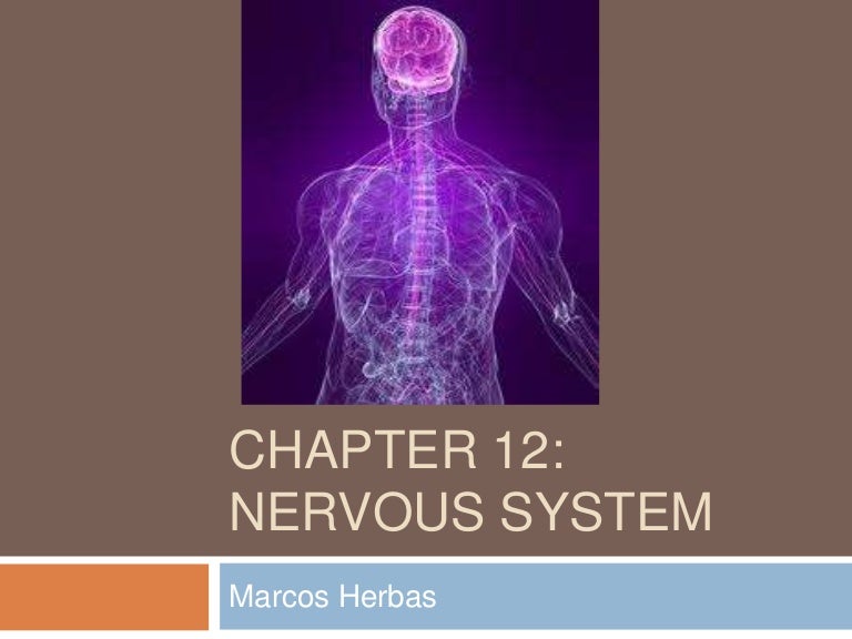Chapter 12 nervous system