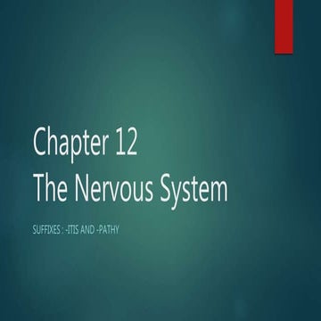 Chapter 12 Nervous System | PPT