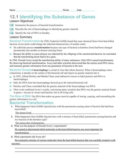 Chapter14worksheets | DOC | Genetics | Science