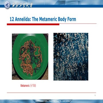 Annelida: the metameric and tagmatization of animals | PDF