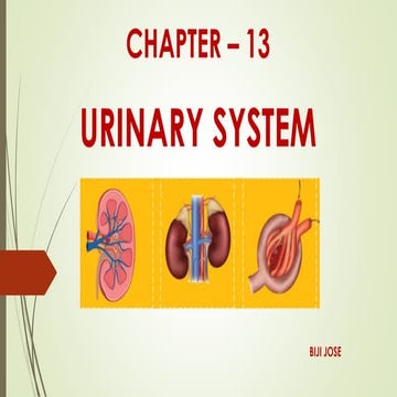 Chapter 13 - Urinary System -dcsd Copy.pdf