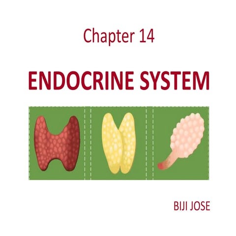 Endocrine Glands (Structure and Function) | PPTX
