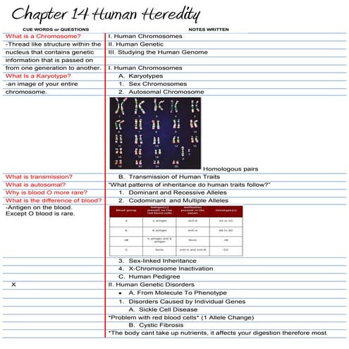 Chapter 14 cornell notes | PDF
