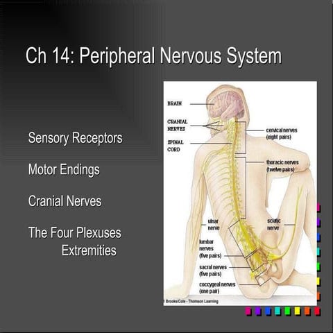 Peripheral Nervous System (PNS) | PPTX