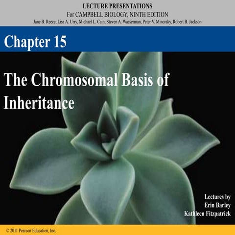 Chapter 15 Chromosomal Inheritance.ppt